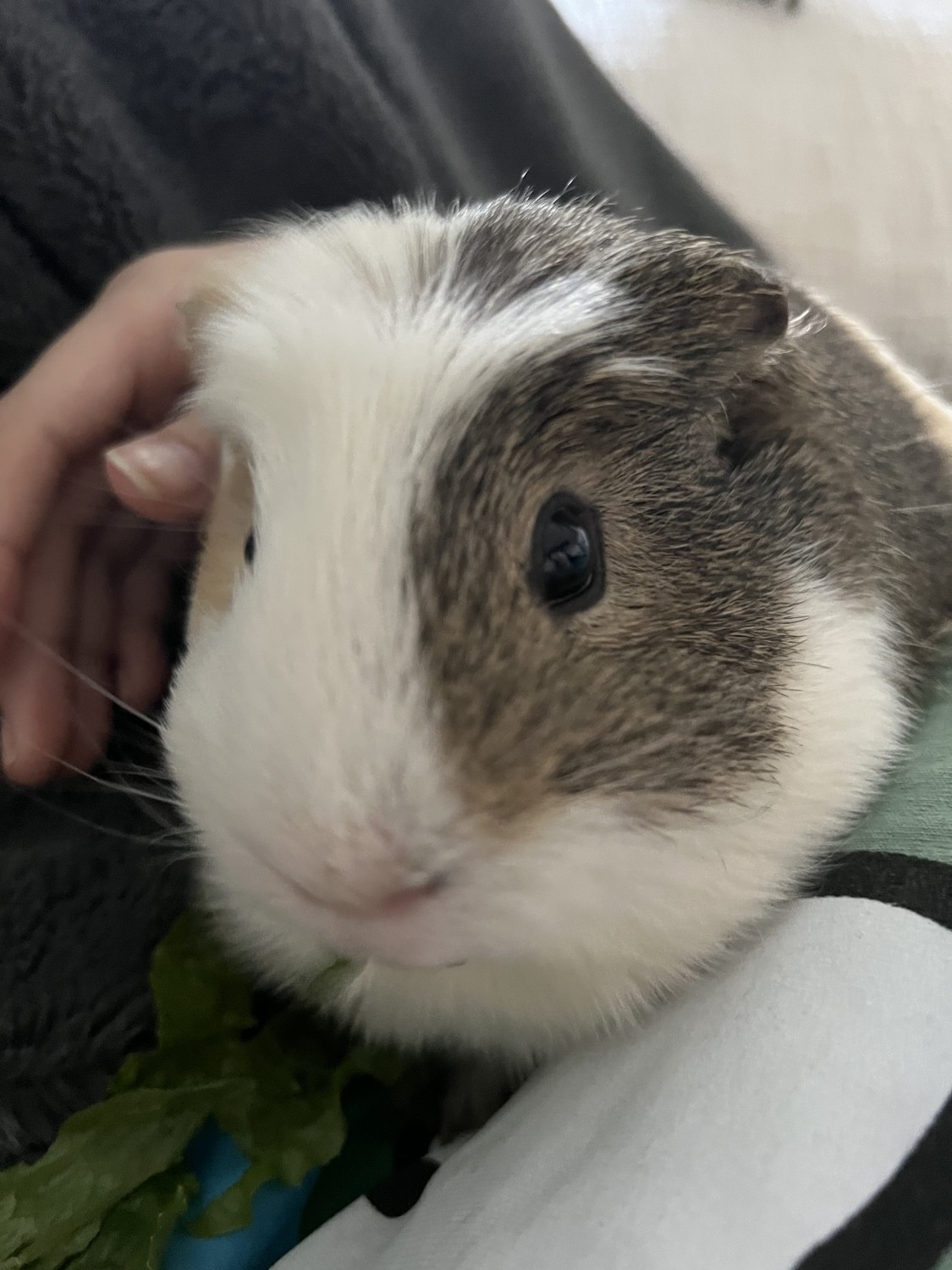 2 ADULT MALE BONDED GUINEA PIGS - Guinea Pig Finder