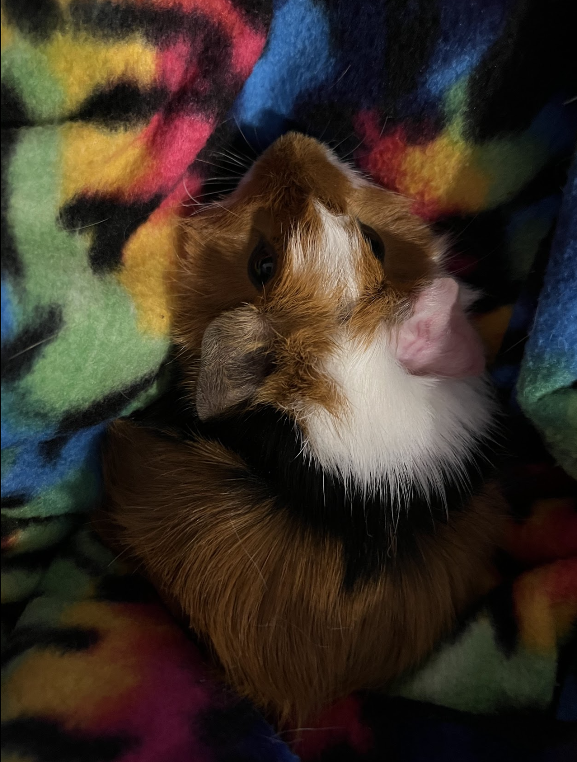 Two female bonded guinea pigs - Guinea Pig Finder