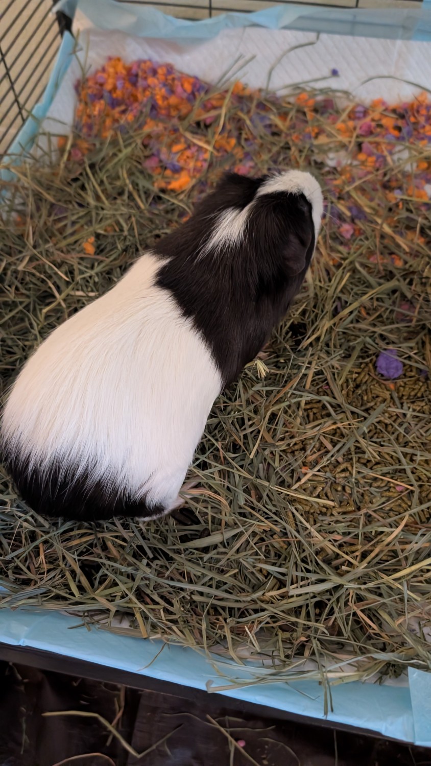 Sweet Bonded brothers 4 years old - Guinea Pig Finder