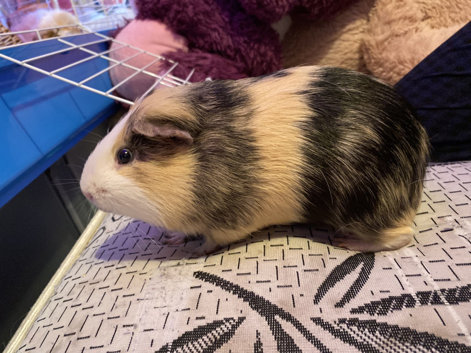 pair of male guinea pigs - Guinea Pig Finder