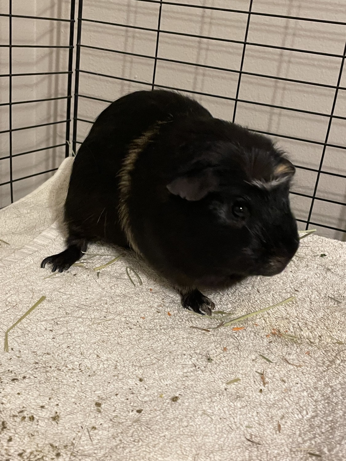 Rehoming male guniea pig - Guinea Pig Finder