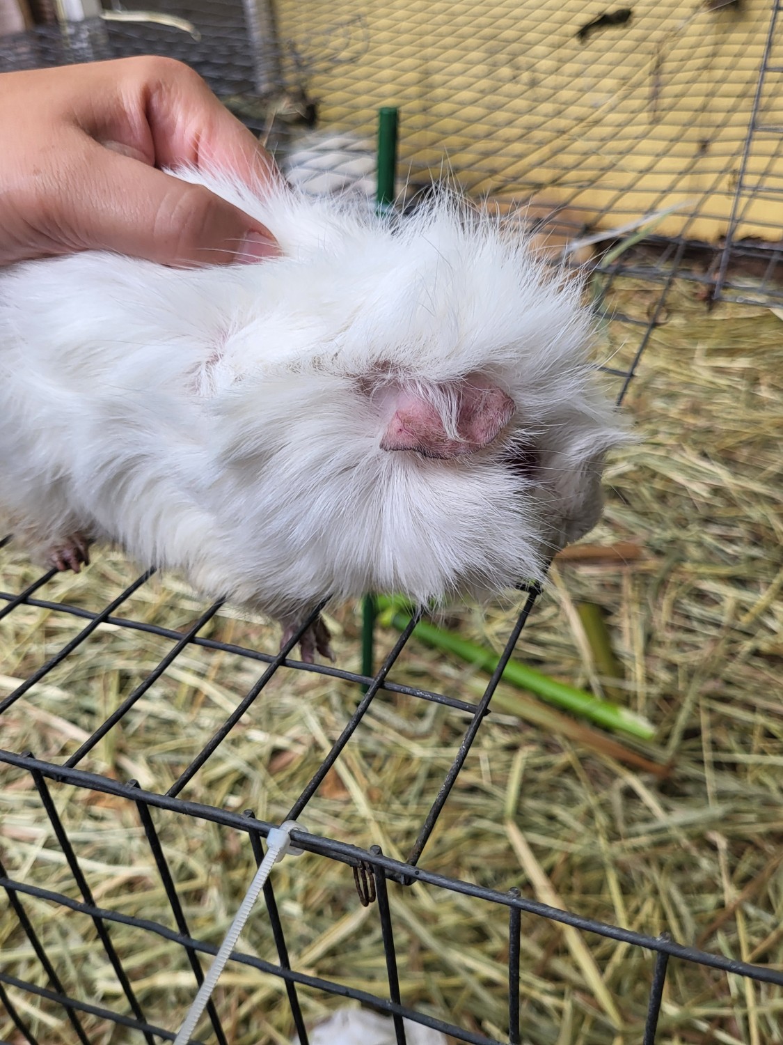 Guinea Pig Brothers Need a Loving New Home! - Guinea Pig Finder