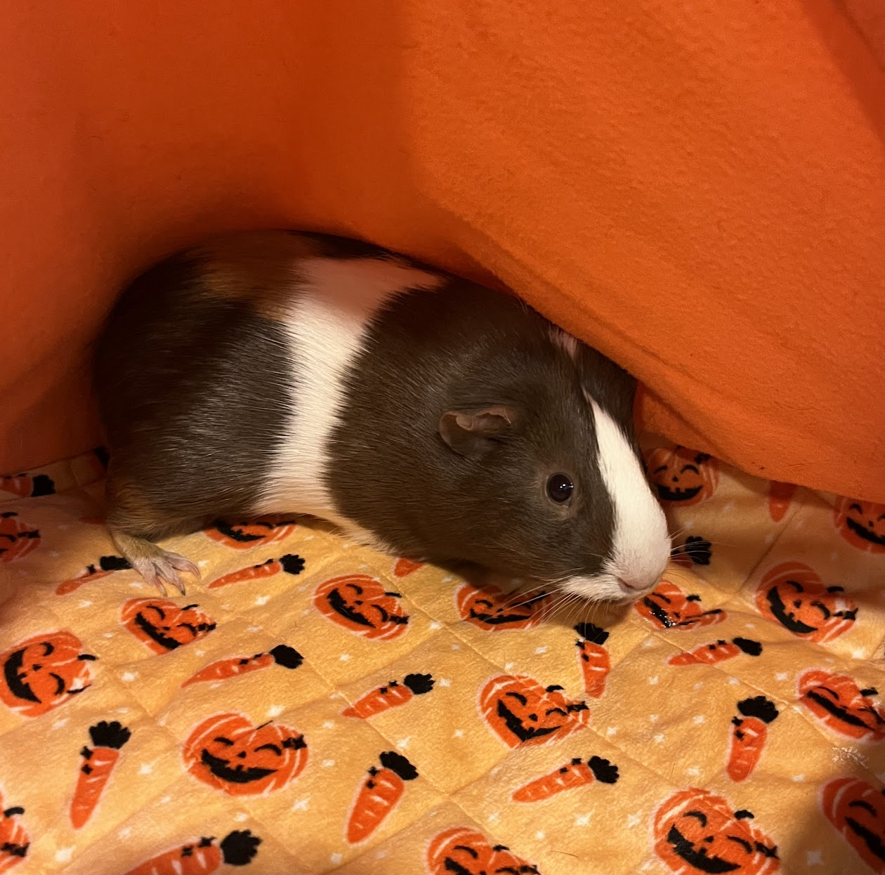 Two female bonded guinea pigs - Guinea Pig Finder