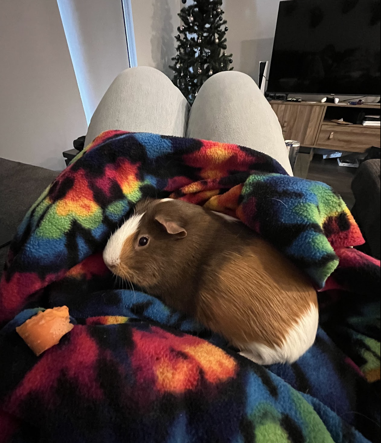 Two female bonded guinea pigs - Guinea Pig Finder