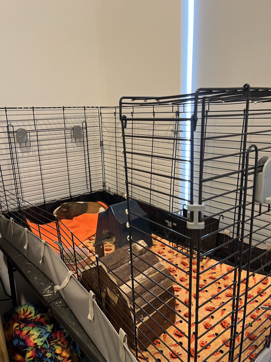 Two female bonded guinea pigs - Guinea Pig Finder