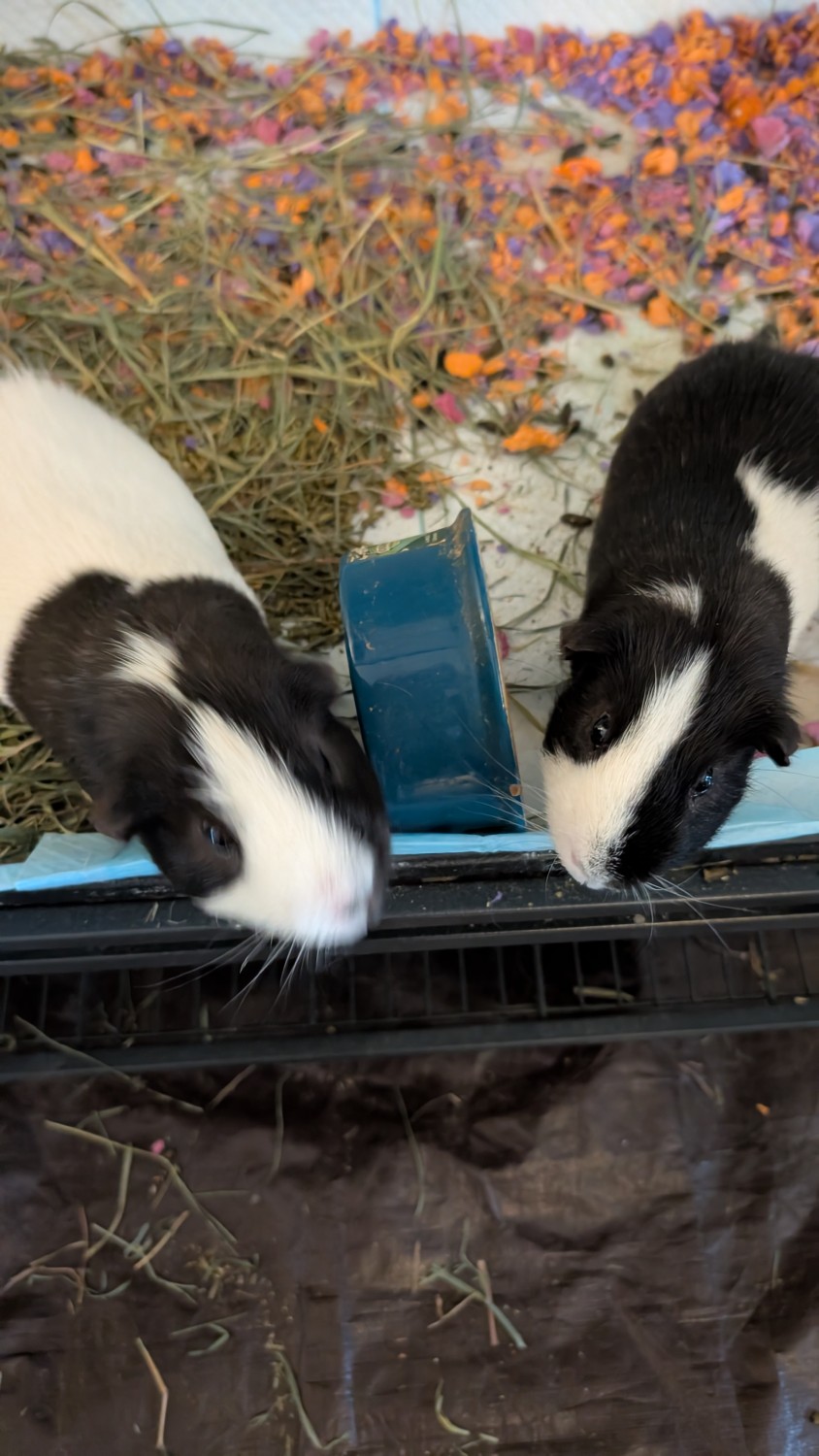 Sweet Bonded brothers 4 years old - Guinea Pig Finder