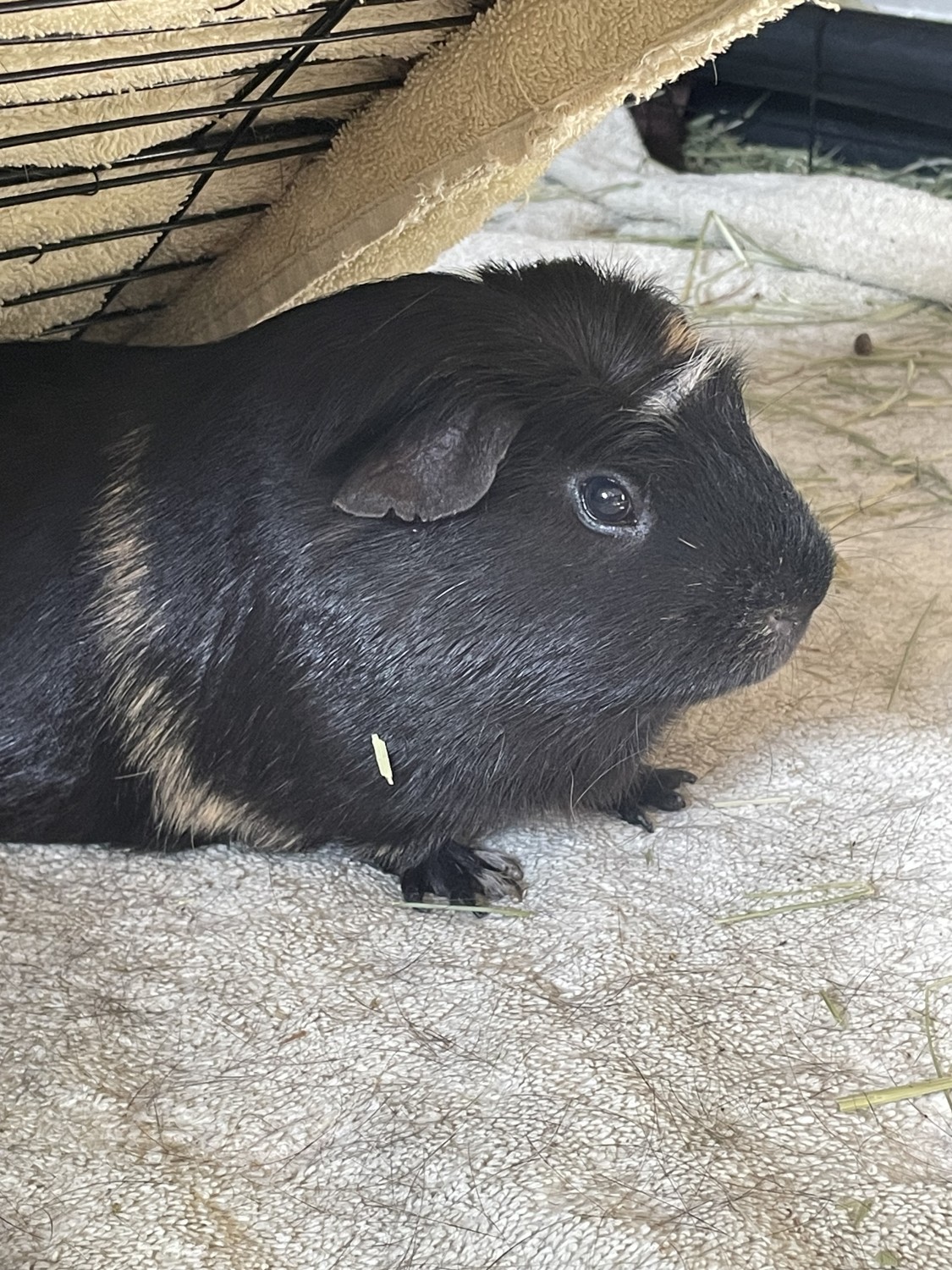 Rehoming male guniea pig - Guinea Pig Finder