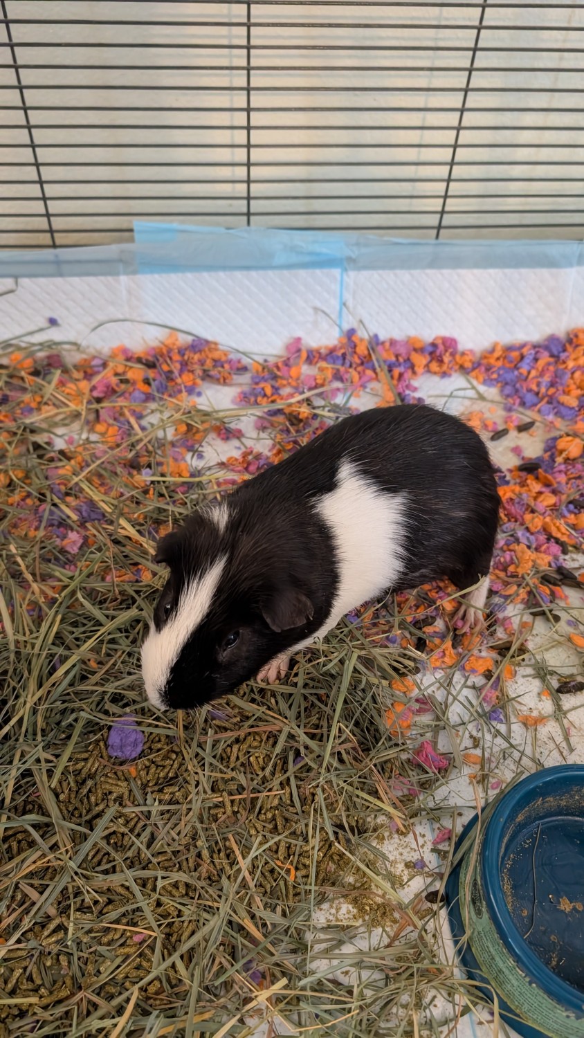 Sweet Bonded brothers 4 years old - Guinea Pig Finder