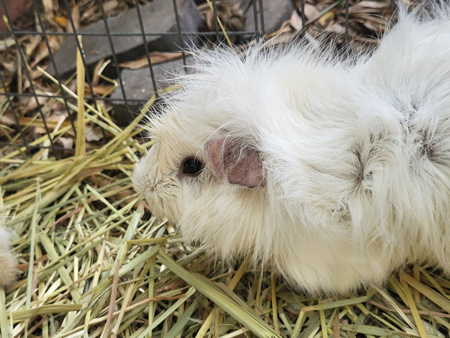 Guinea Pig Brothers Need a Loving New Home! - Guinea Pig Finder