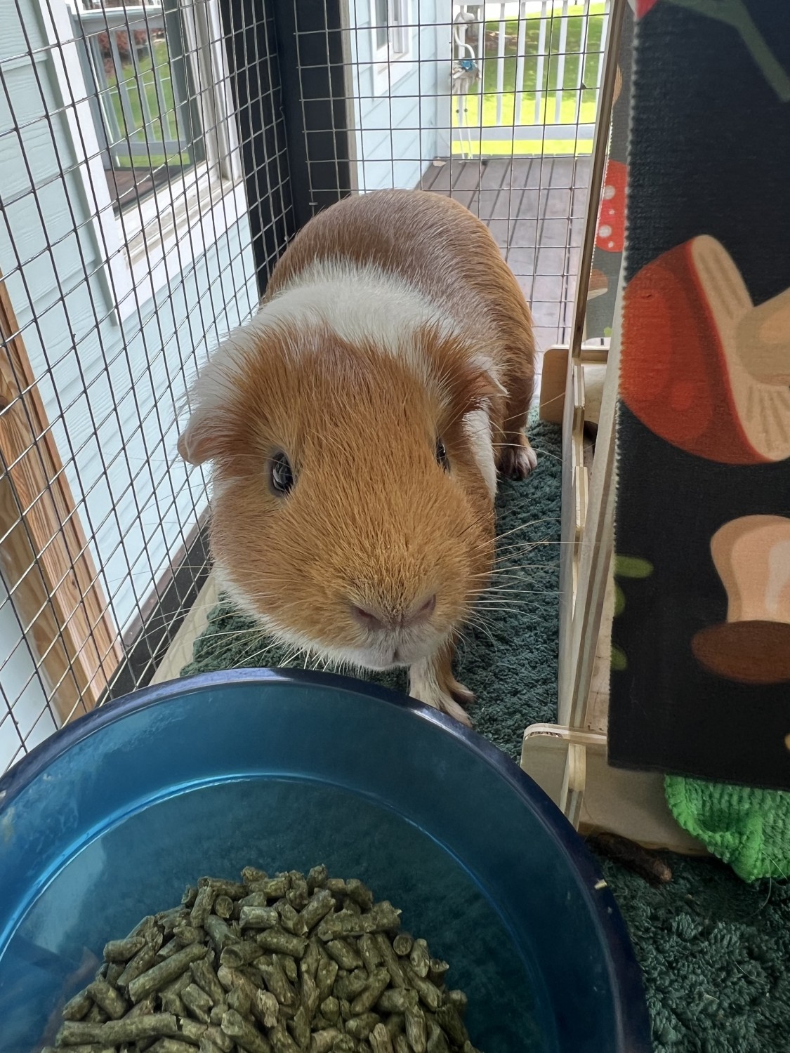 Rehoming two male guinea pigs - Guinea Pig Finder