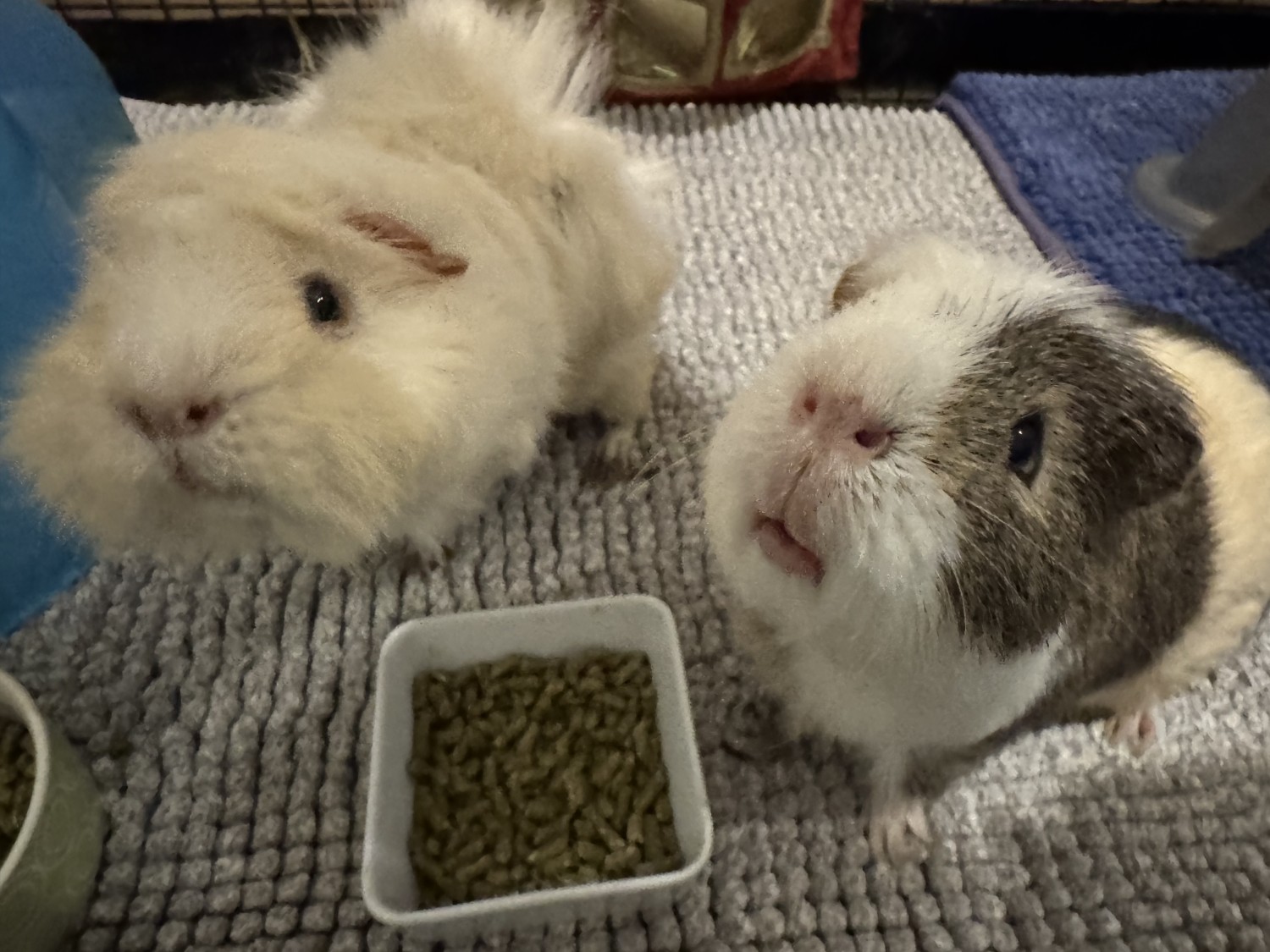 2 ADULT MALE BONDED GUINEA PIGS - Guinea Pig Finder