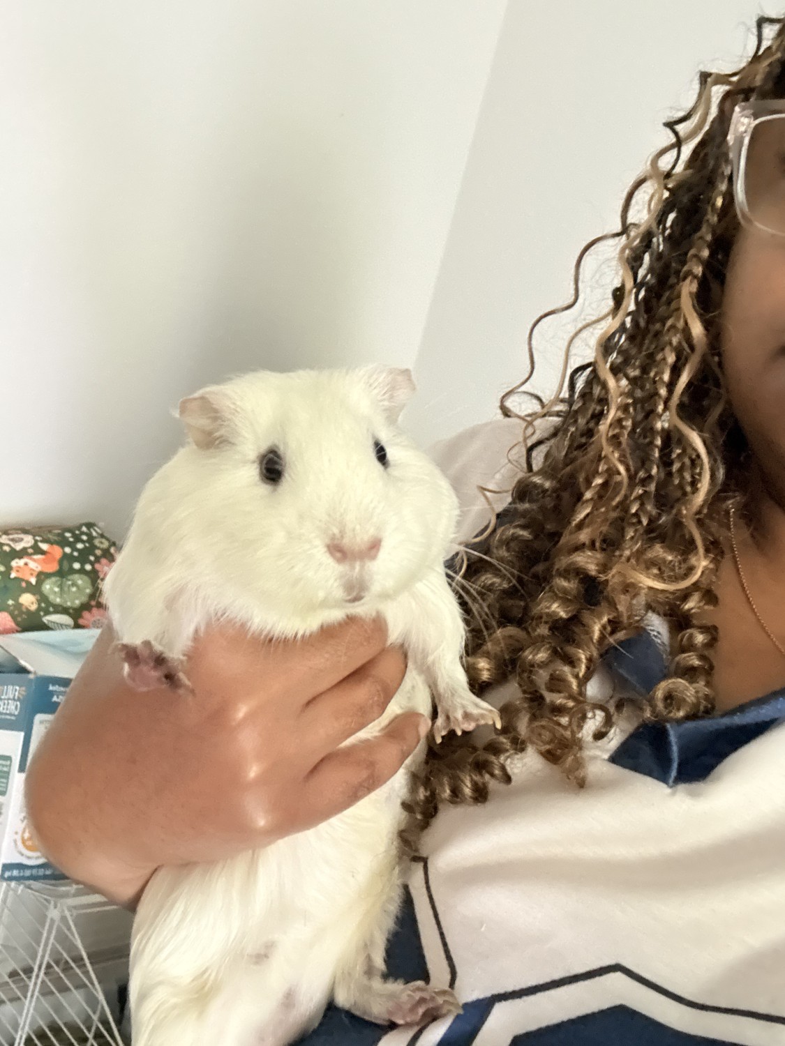 Sweet 2-Year-Old White Male Guinea Pig Needs - Guinea Pig Finder
