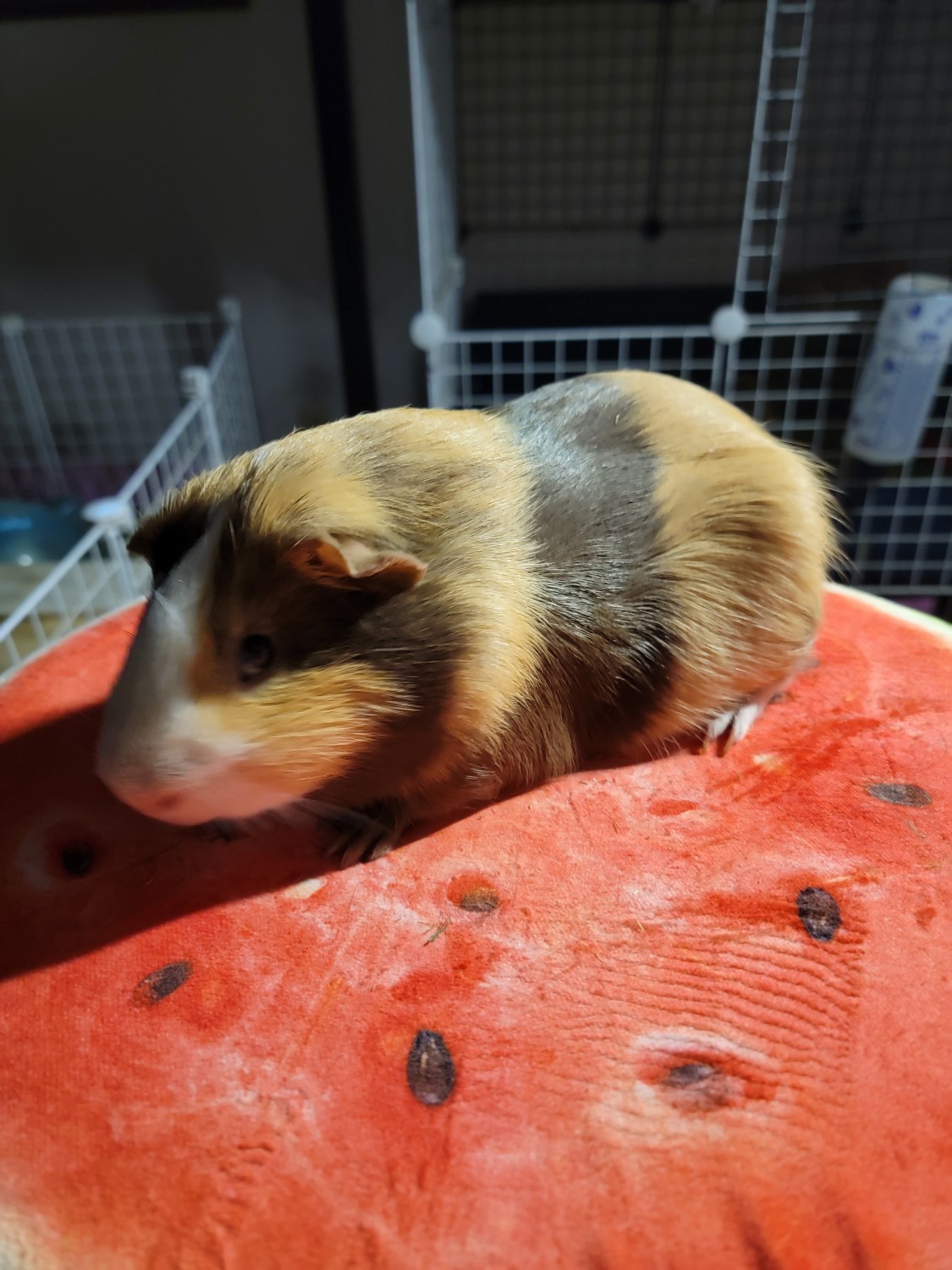 Gorgeous Tri-Color Male - Guinea Pig Finder