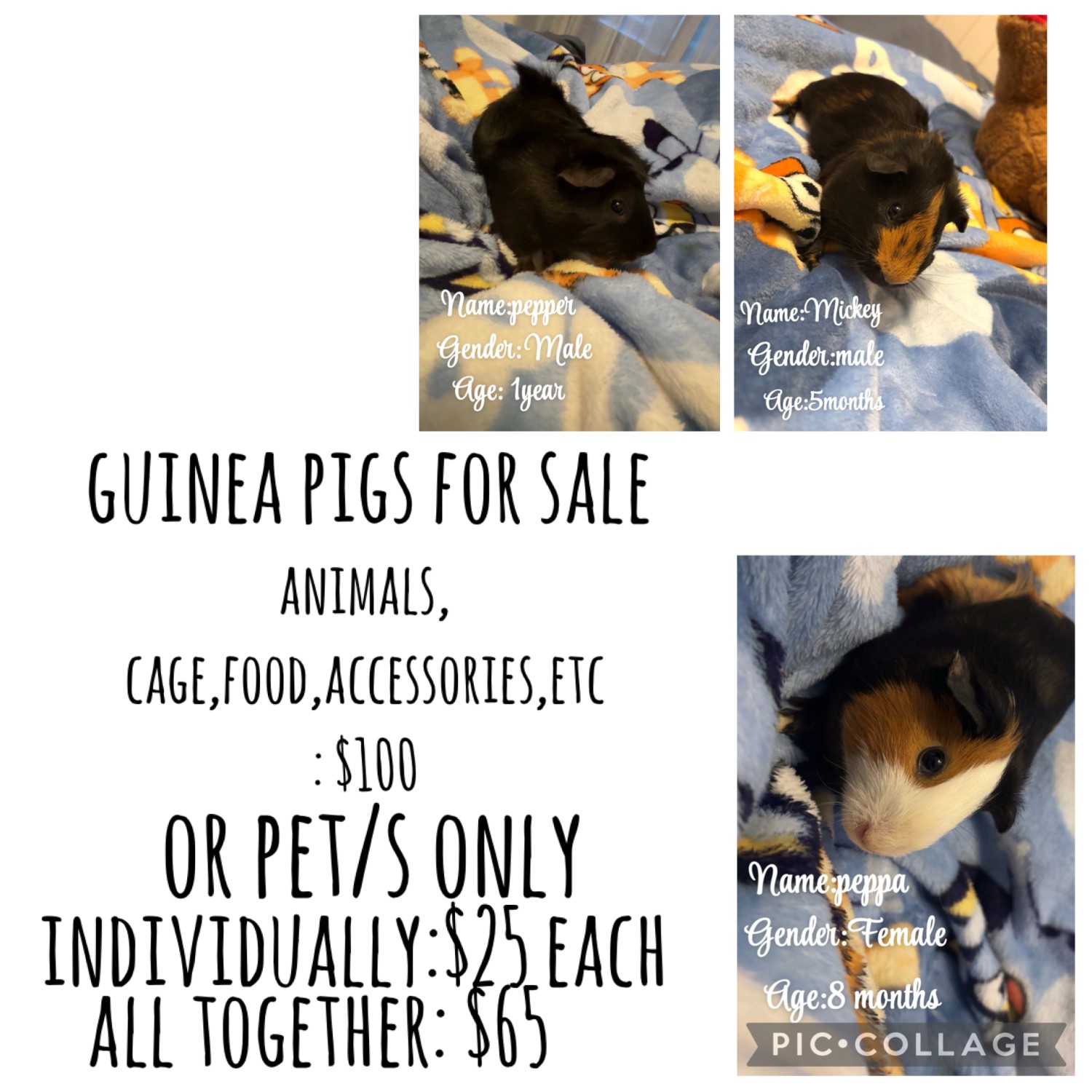 guinea pig family - Guinea Pig Finder