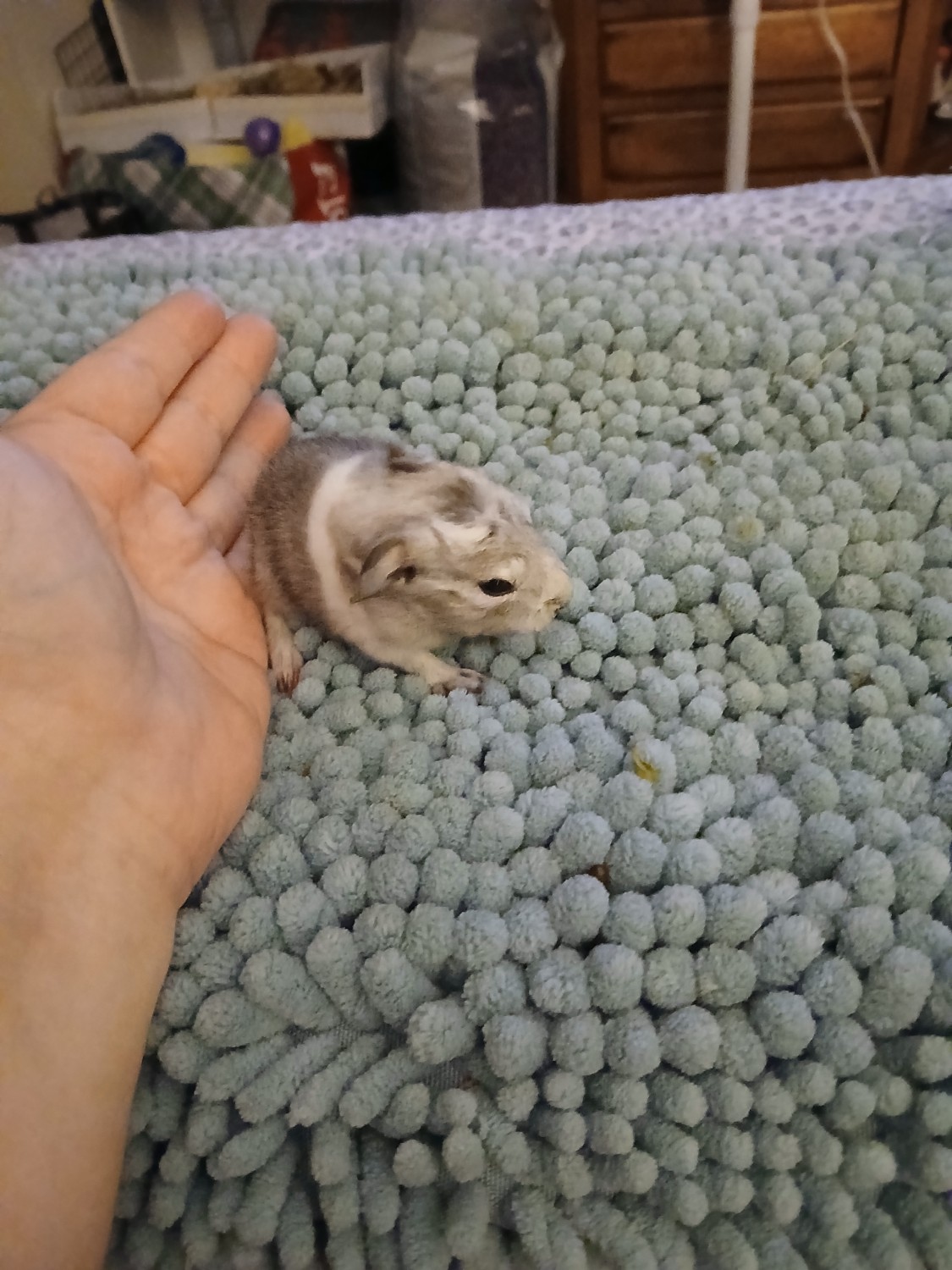 7 sweet babies available - Guinea Pig Finder