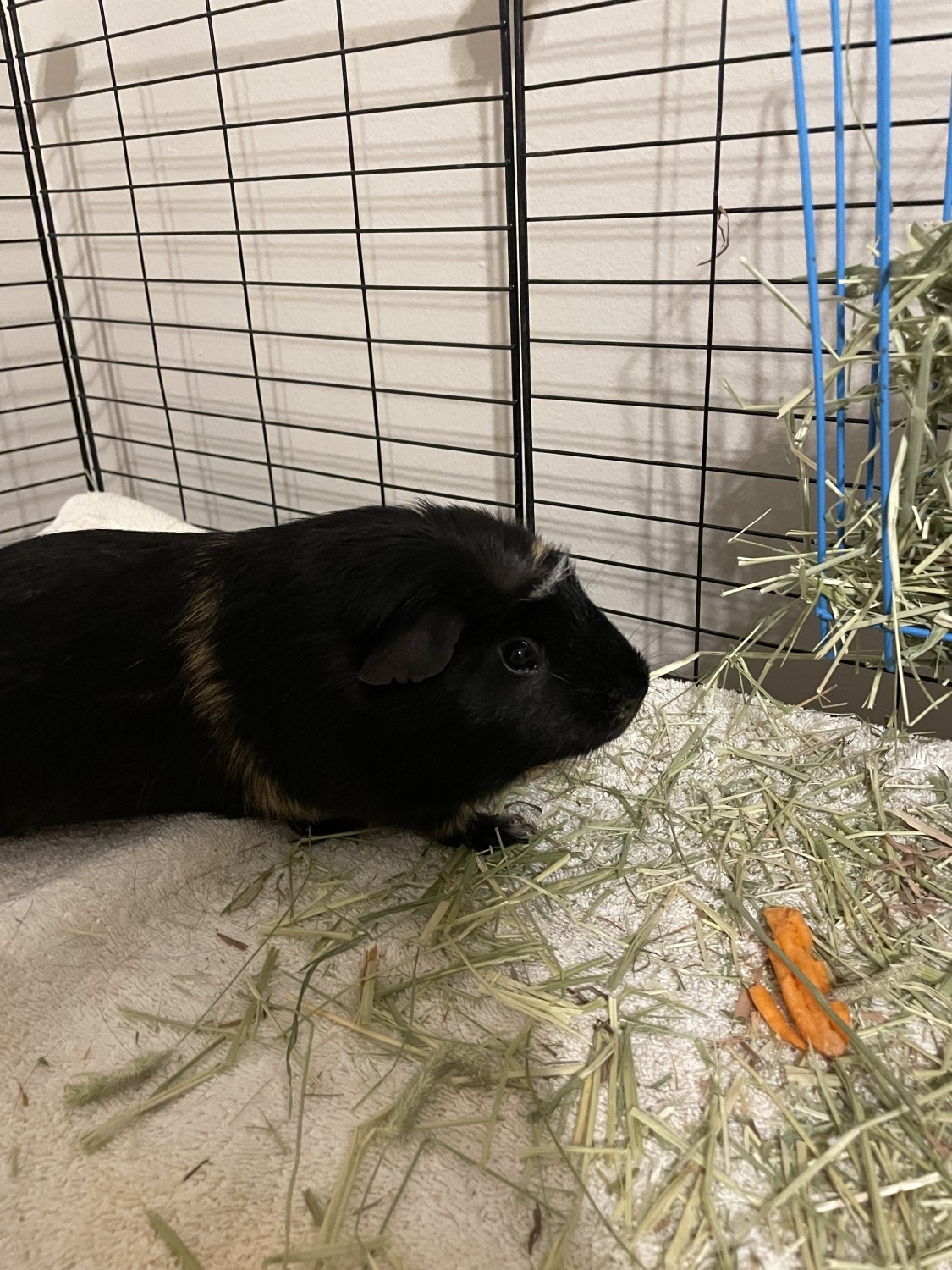 Rehoming male guniea pig - Guinea Pig Finder