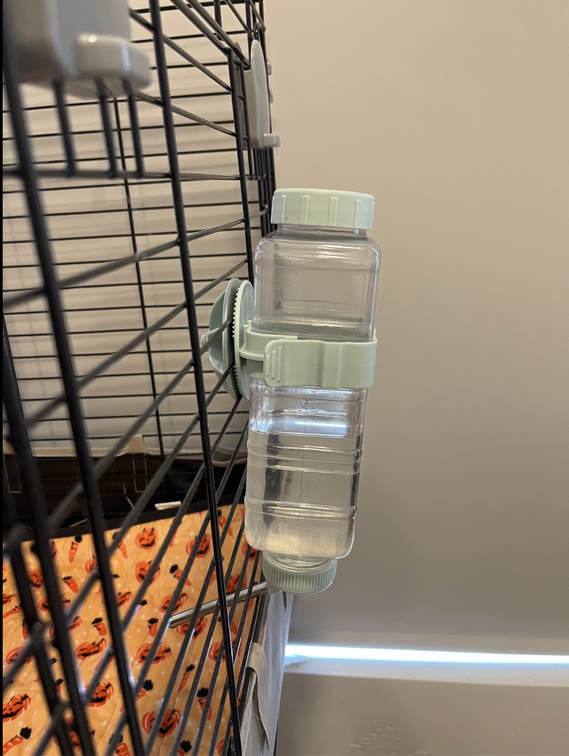 Two female bonded guinea pigs - Guinea Pig Finder