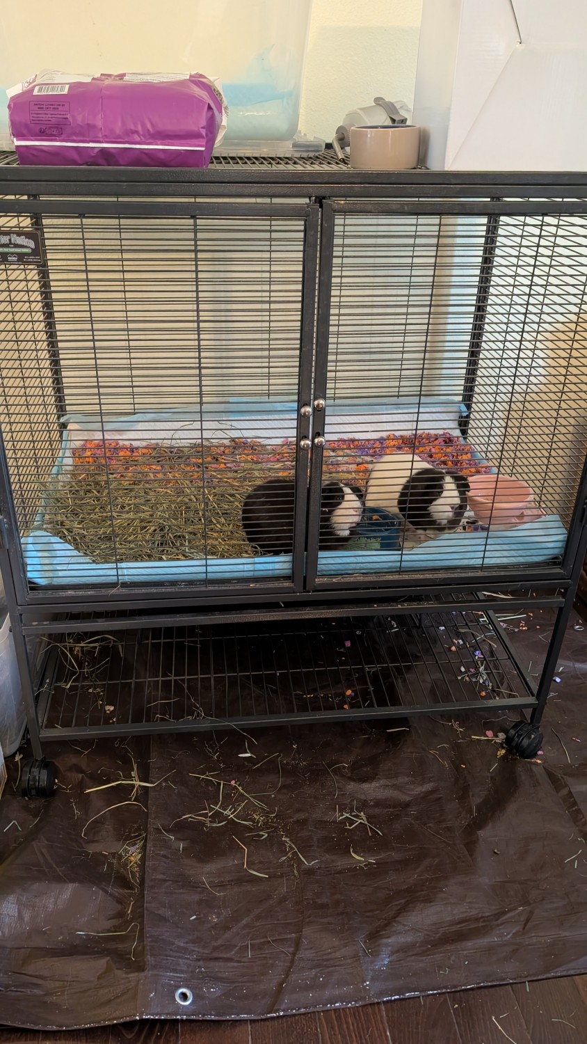 Sweet Bonded brothers 4 years old - Guinea Pig Finder