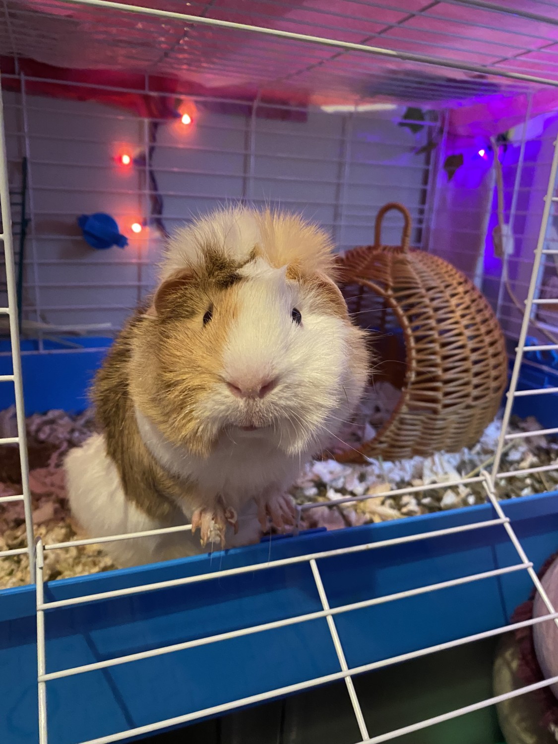 pair of male guinea pigs - Guinea Pig Finder