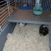 Trio female guinea pigs for adoption ! - Guinea Pig Finder
