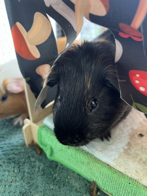 Rehoming two male guinea pigs - Guinea Pig Finder